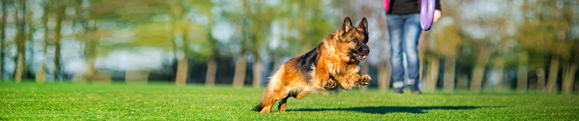 Dog PULLER sport is a sport of the future for the dogs - dogpuller.com