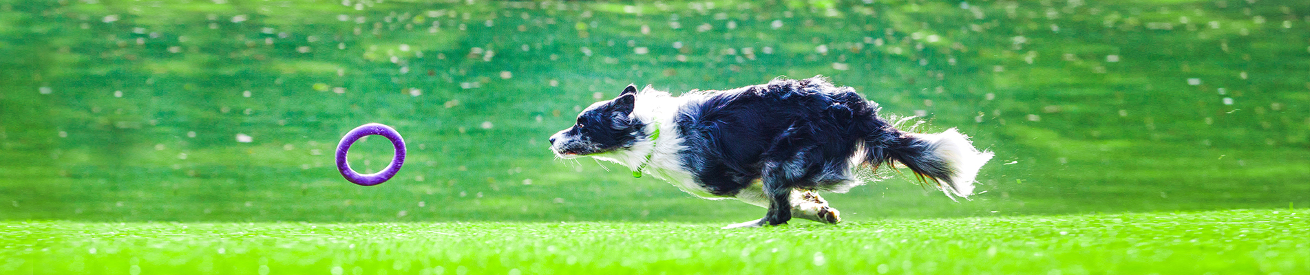 Rules of dog PULLER sport | find more on dogpuller.com